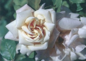 Pacific Horticulture | Tender But Tough: The Old Tea Roses