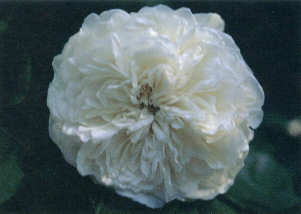 Pacific Horticulture | Tender But Tough: The Old Tea Roses