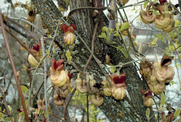 Pacific Horticulture | A New Garden for the Northern Central Valley
