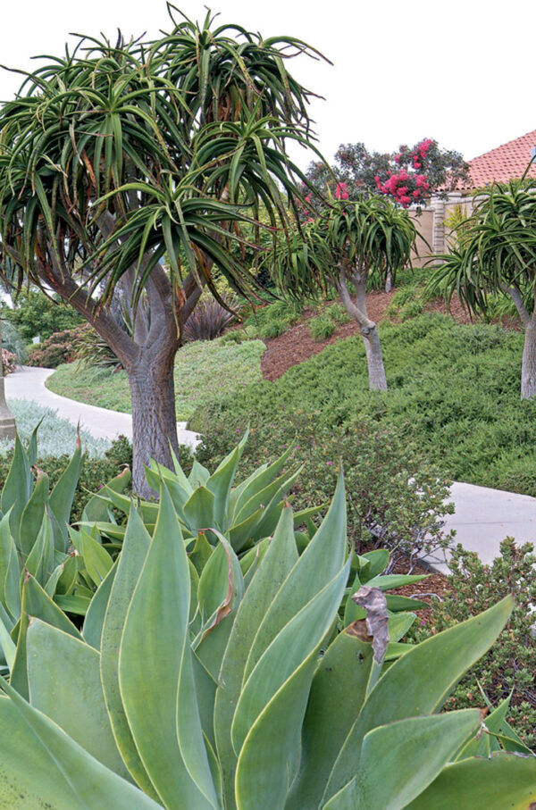 Pacific Horticulture | Mediterranean Splendor in Leucadia