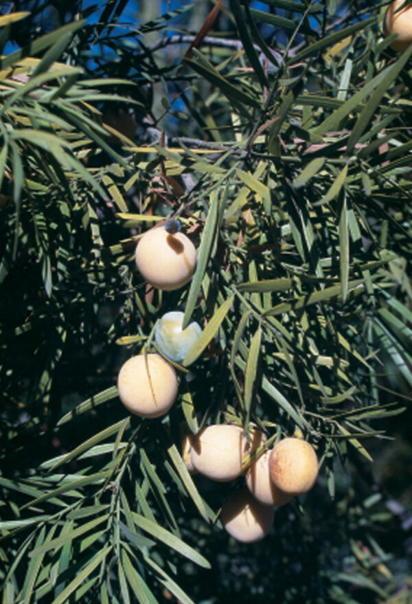 Pacific Horticulture | The Fern Pine's Voyage