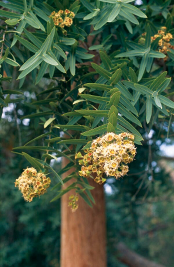 Pacific Horticulture | An Unknown Tree Research Site in Santa Clara Valley