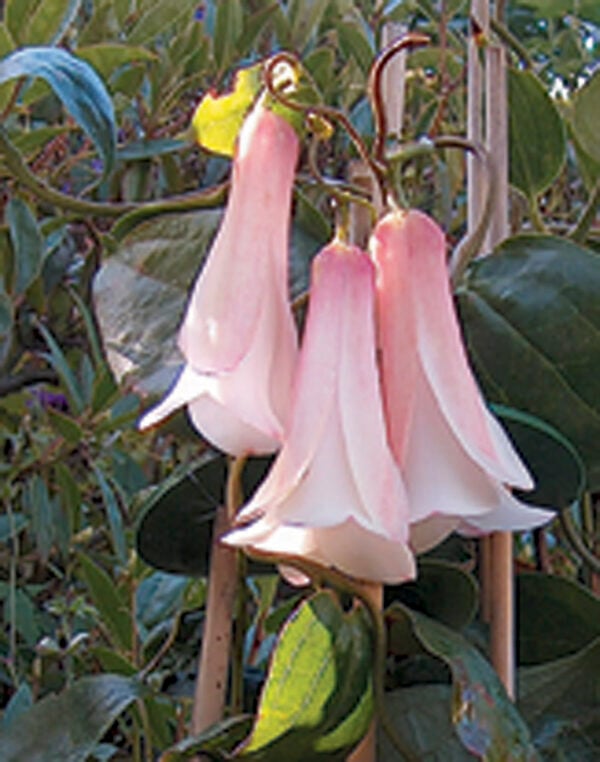 Pacific Horticulture | The History of Lapageria rosea at the University ...