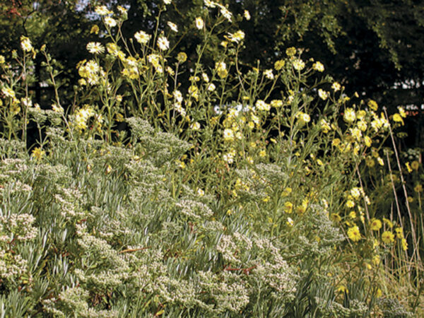 Pacific Horticulture | A Garden of Small Miracles