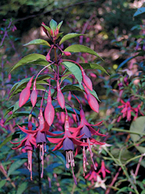 Pacific Horticulture | Fuchsias Rise Again in the Bay Area