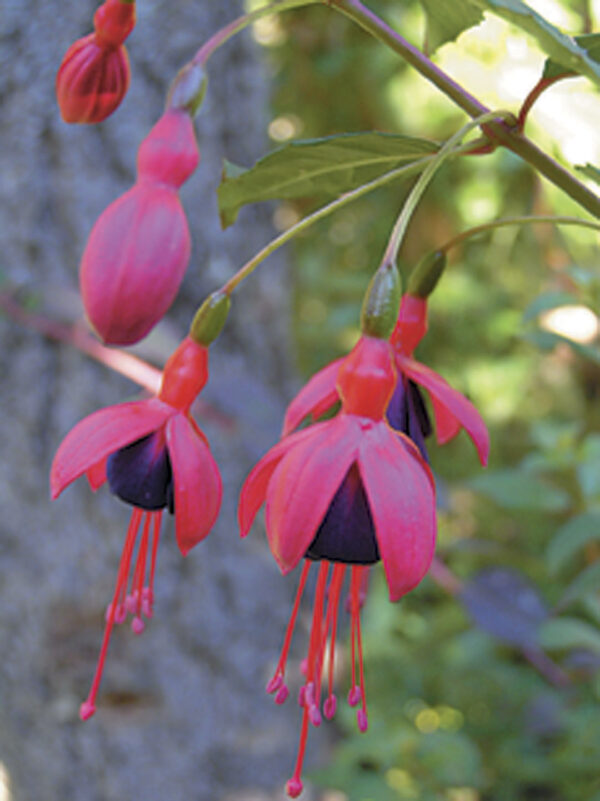 Pacific Horticulture | Fuchsias Rise Again in the Bay Area