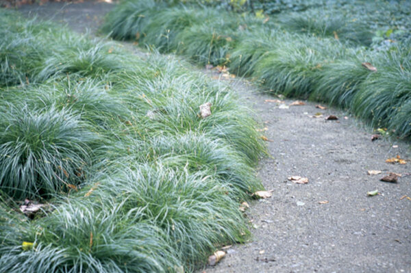 Pacific Horticulture | Berkeley Sedge is Eurasian Grey Sedge