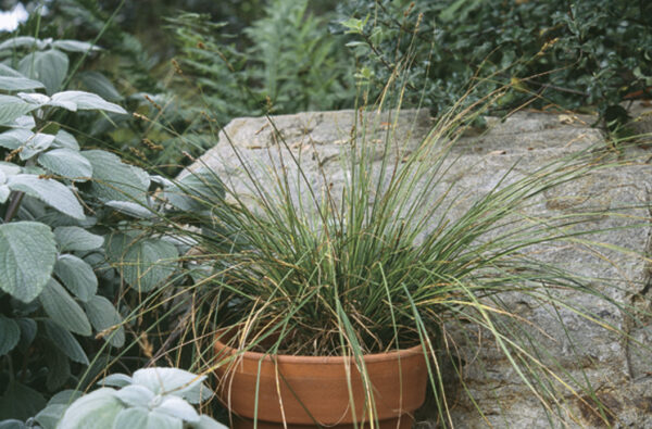 Pacific Horticulture | Berkeley Sedge is Eurasian Grey Sedge