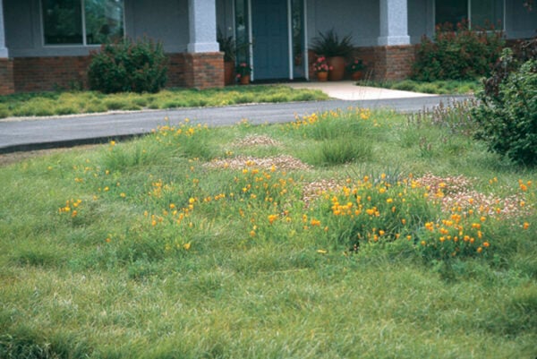 Pacific Horticulture | A Sedge by Another Name