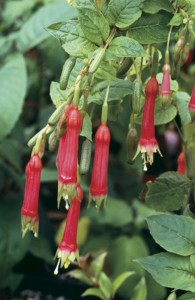Pacific Horticulture | Fuchsias Rise Again in the Bay Area