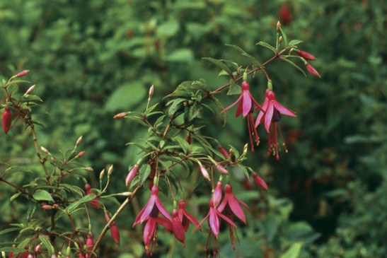 Pacific Horticulture | Fuchsias Rise Again in the Bay Area