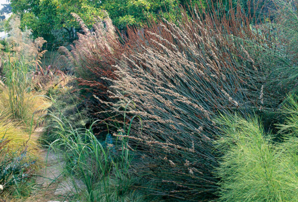 Pacific Horticulture | Humble Beginnings