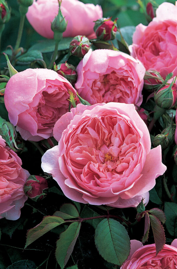 Pacific Horticulture | David Austin's English Roses for the West Coast