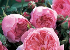 Pacific Horticulture | Rockroses for Northwest Gardens