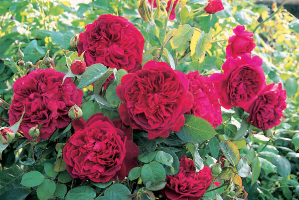 Pacific Horticulture | David Austin's English Roses for the West Coast