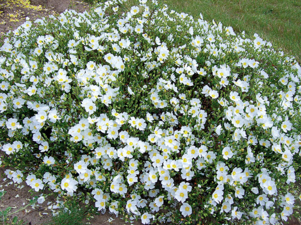 Pacific Horticulture | The Other Rock Roses: Halimium and xHalimiocistus