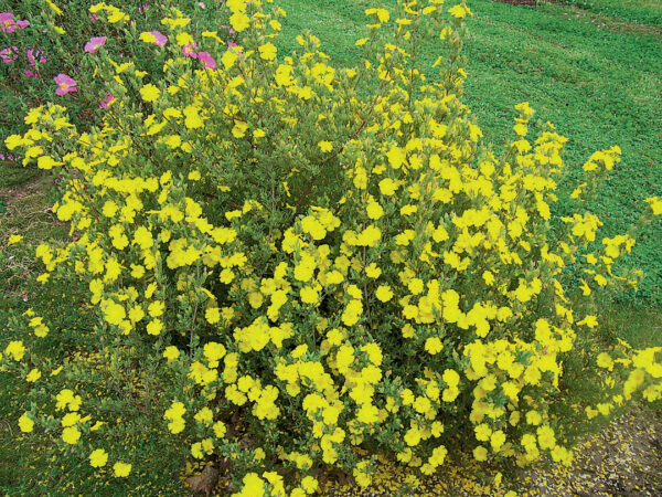 Pacific Horticulture | The Other Rock Roses: Halimium and xHalimiocistus