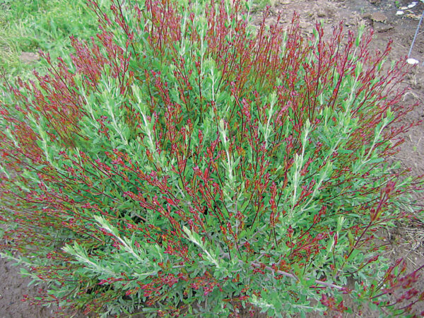 Pacific Horticulture | The Other Rock Roses: Halimium and xHalimiocistus