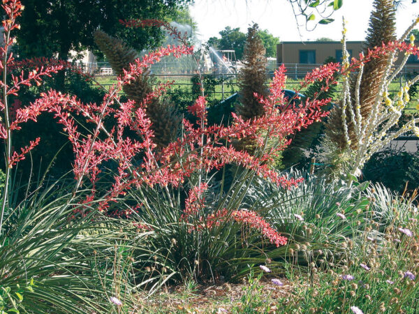 Pacific Horticulture | Challenges of Central Valley Gardening: Creating ...