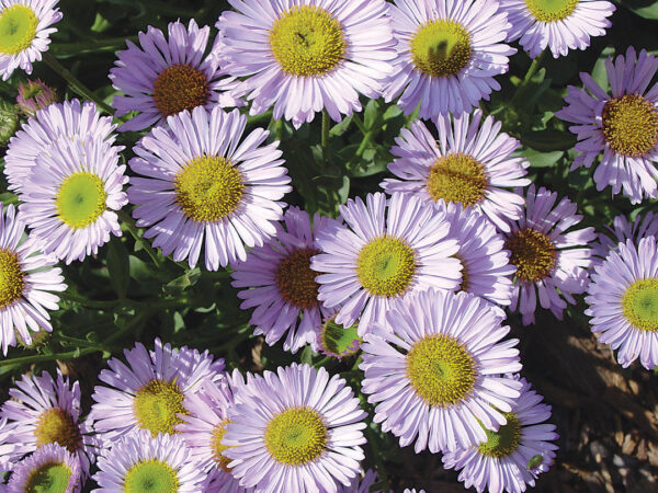 Pacific Horticulture | California Drought