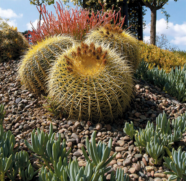 Pacific Horticulture | A Cactus Garden Takes Shape