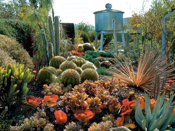 Pacific Horticulture | A Cactus Garden Takes Shape