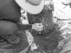 Pacific Horticulture | Rootball Treatment for Optimal Tree Growth