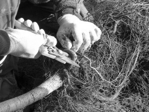 Pacific Horticulture | Rootball Treatment for Optimal Tree Growth