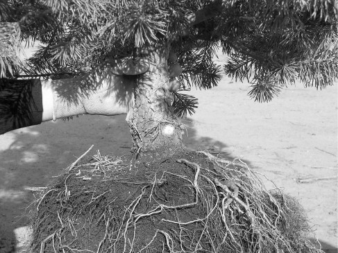 Pacific Horticulture | Rootball Treatment for Optimal Tree Growth