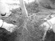 Pacific Horticulture | Rootball Treatment for Optimal Tree Growth