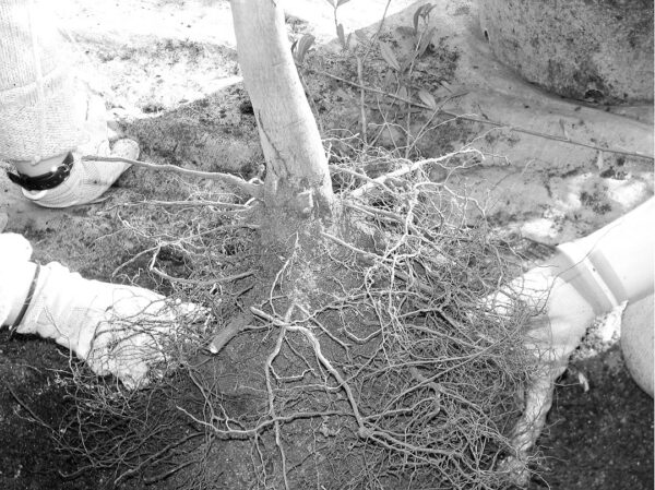 Pacific Horticulture | Rootball Treatment for Optimal Tree Growth
