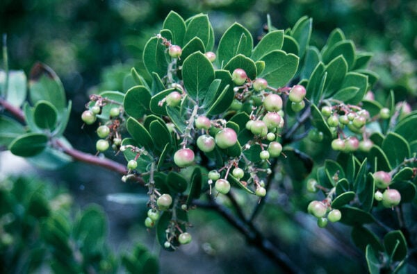 Pacific Horticulture | Manzanita