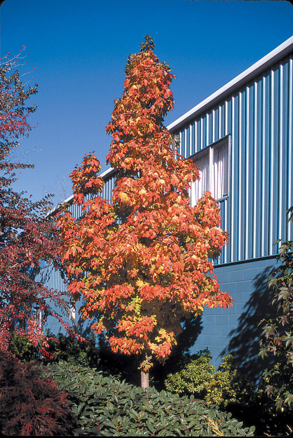 Pacific Horticulture | Great Plant Picks: Ninety-one for 2008