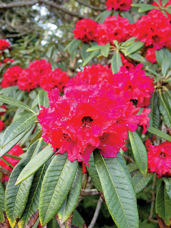 Pacific Horticulture | Mendocino Coast Botanical Gardens: A Tribute to ...