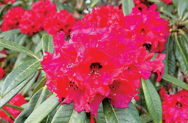 Pacific Horticulture | Mendocino Coast Botanical Gardens: A Tribute to ...