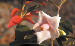 Pacific Horticulture | A Half-Century of Camellias Find a New Home