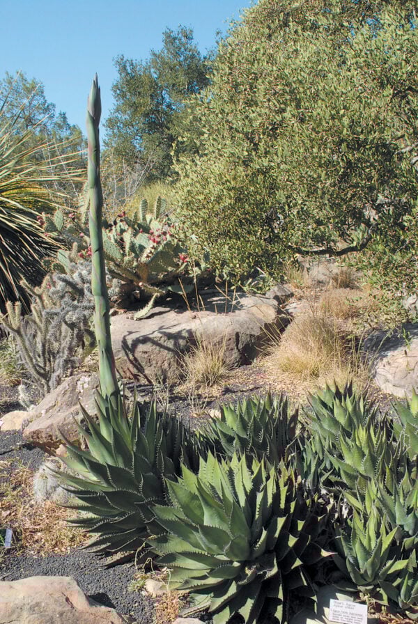 Pacific Horticulture | Cacti, Agaves, and Yuccas of California and Nevada