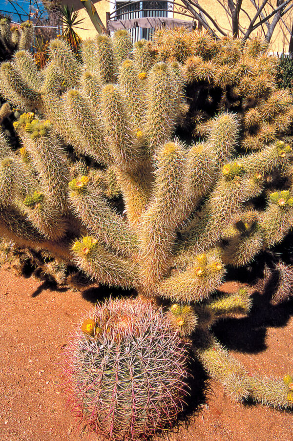 Pacific Horticulture | Cacti, Agaves, and Yuccas of California and Nevada