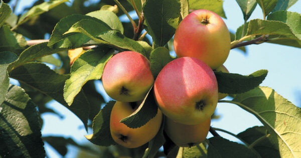 Pacific Horticulture | Learning from Lotusland's Orchards