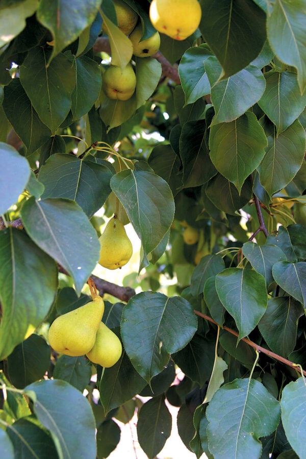 Pacific Horticulture | Learning from Lotusland's Orchards