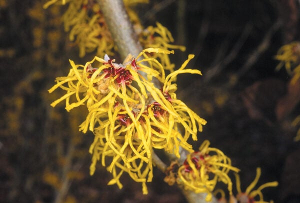 Pacific Horticulture | Witch Hazel: Queen of Winter