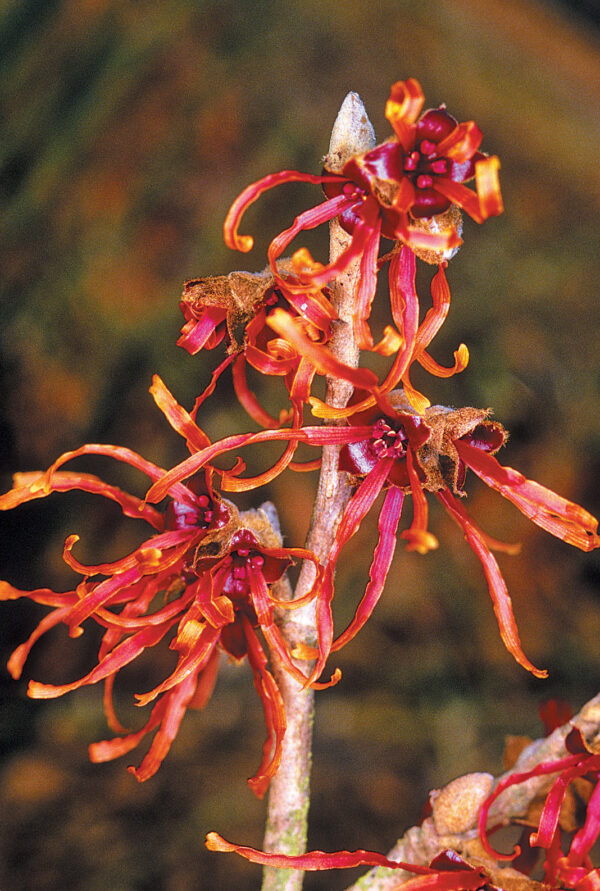 Pacific Horticulture | Witch Hazel: Queen of Winter