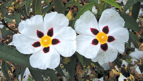 Pacific Horticulture | Rockroses for Northwest Gardens