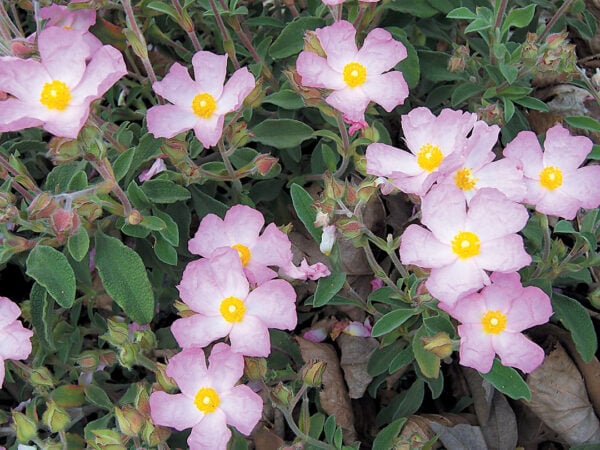 Pacific Horticulture | Rockroses for Northwest Gardens