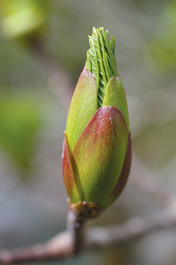 Pacific Horticulture | California Buckeye: A Tree for All Seasons