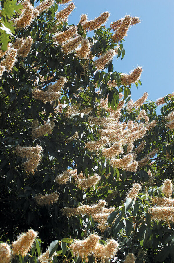 Pacific Horticulture | California Buckeye: A Tree for All Seasons