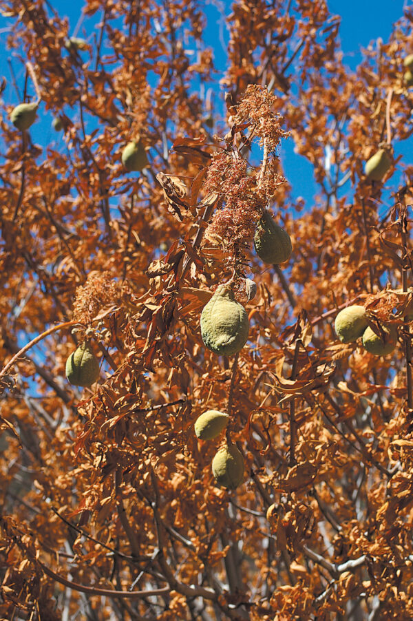 Pacific Horticulture | California Buckeye: A Tree for All Seasons