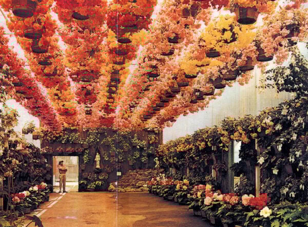 Pacific Horticulture | The Begonia in California, Part 1