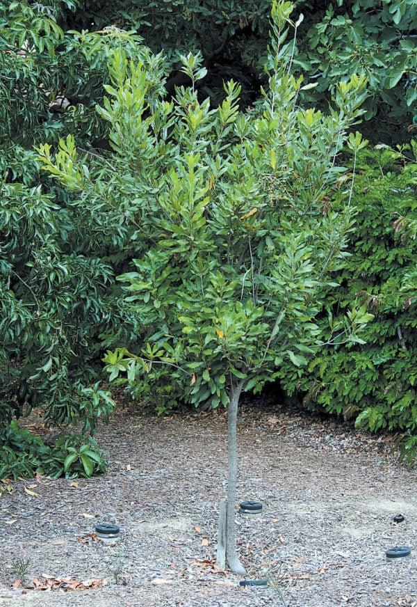 Pacific Horticulture | Orchard Trees of Rancho Los Cerritos: Macadamia