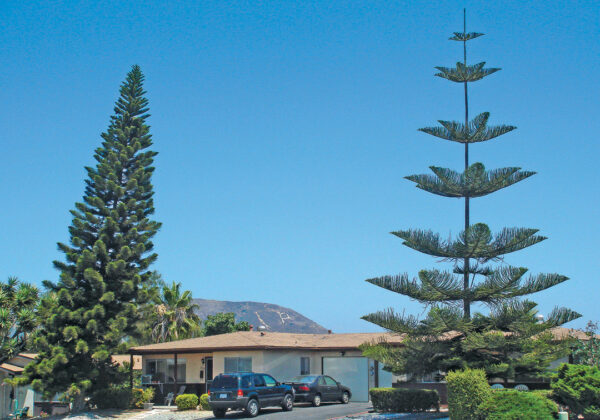 Pacific Horticulture | The Araucaria Family: Past & Present